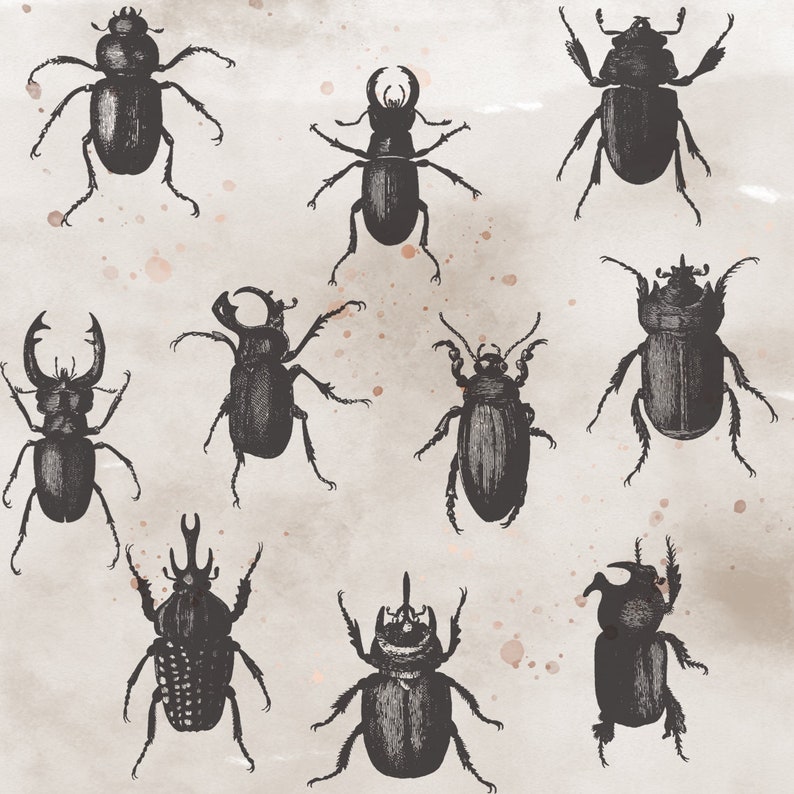 Beetles Clipart Halloween Clipart Bugs Print Illustration Digital Art ...