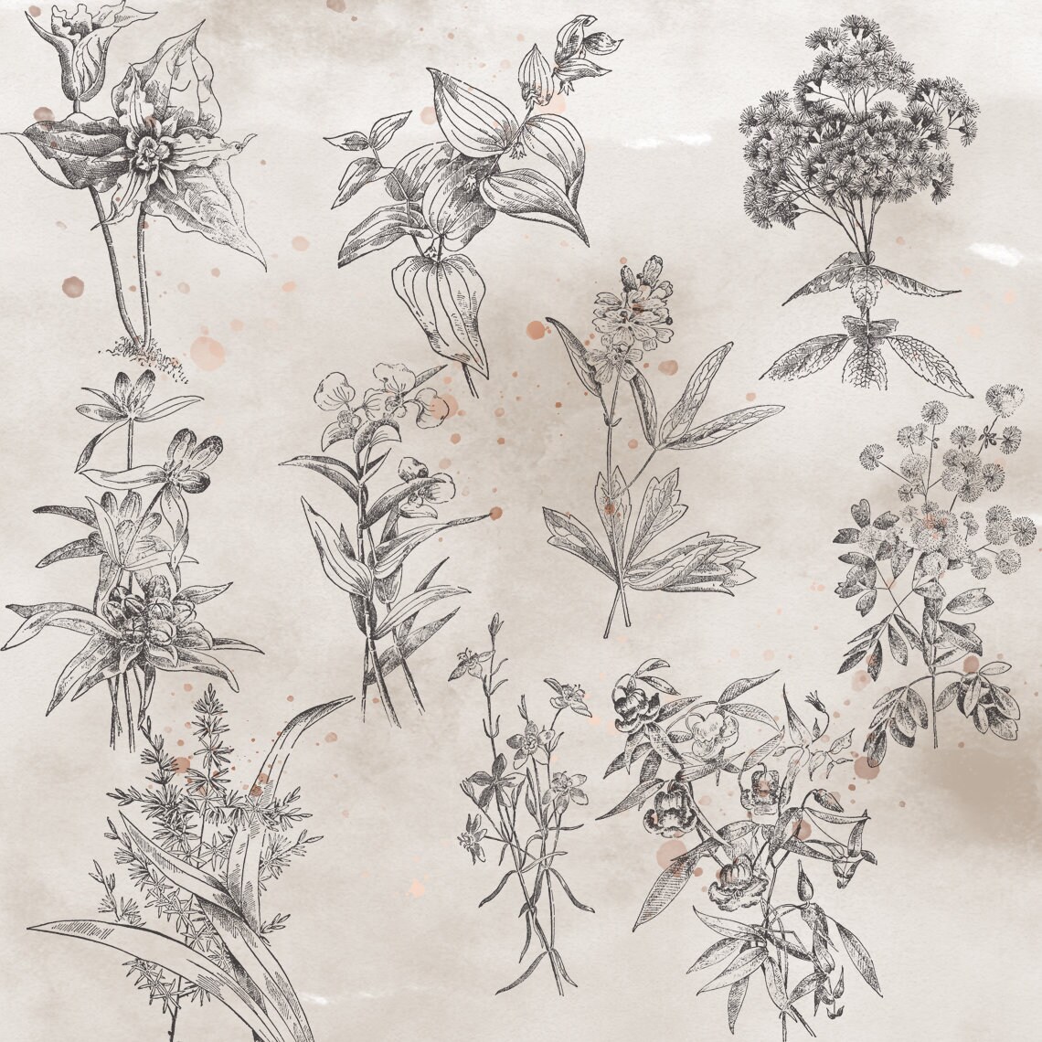 Vintage Wildflower Clipart Botanical Illustration Vector - Etsy