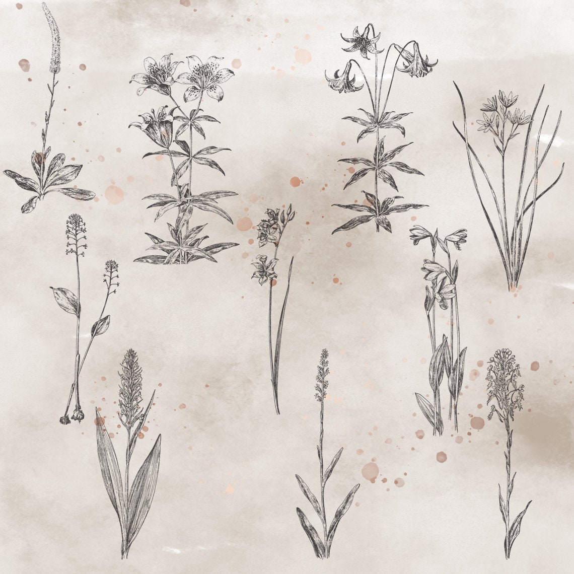 Wild Flowers Clipart Vol2 Botanical Illustration Digital Art Graphic ...