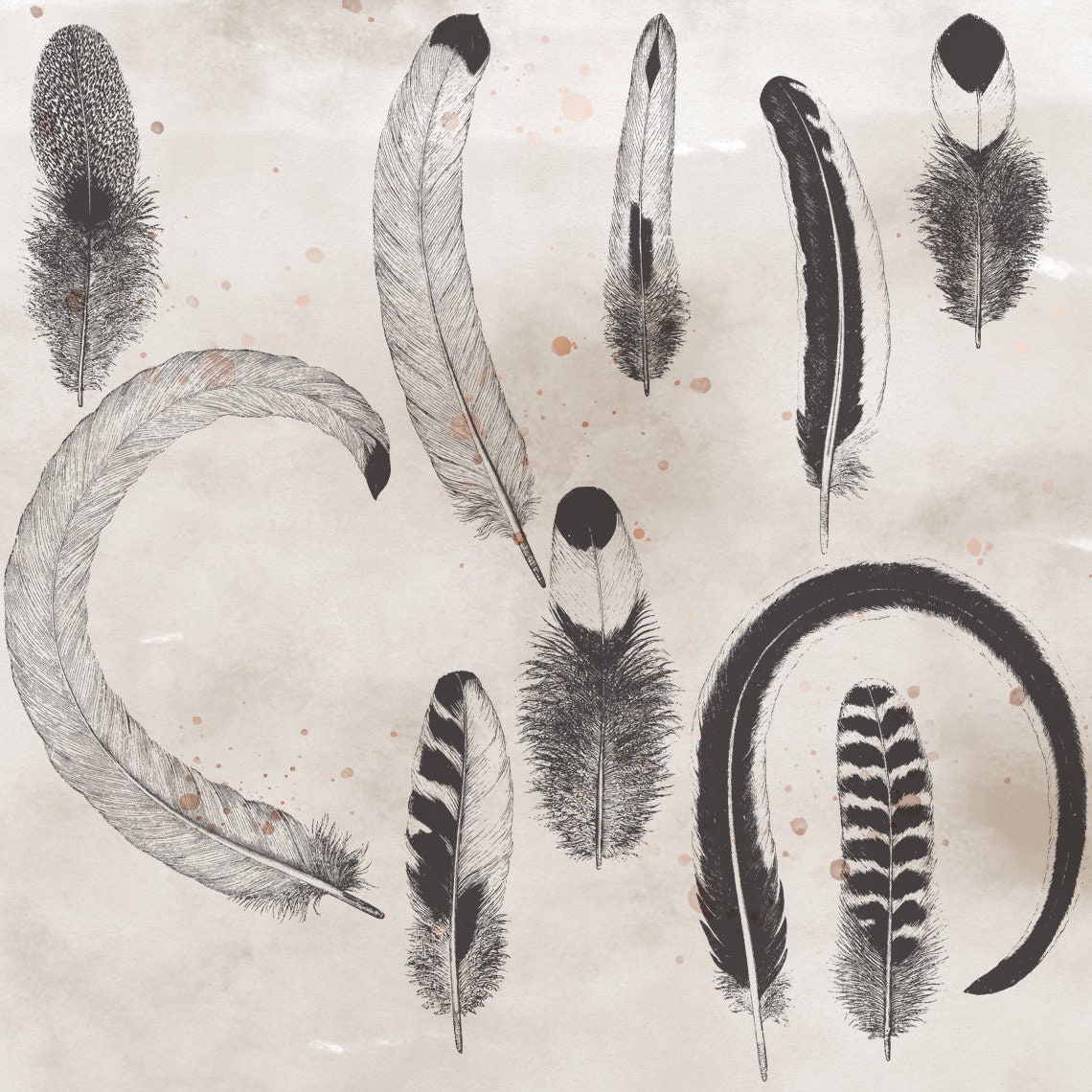 Feathers Clipart Bird Print Illustration Digital Art Graphic Design ...