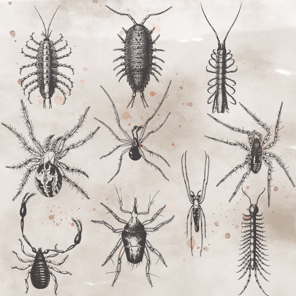 Insects Clipart Halloween Clipart Bugs Print Illustration Digital Art ...