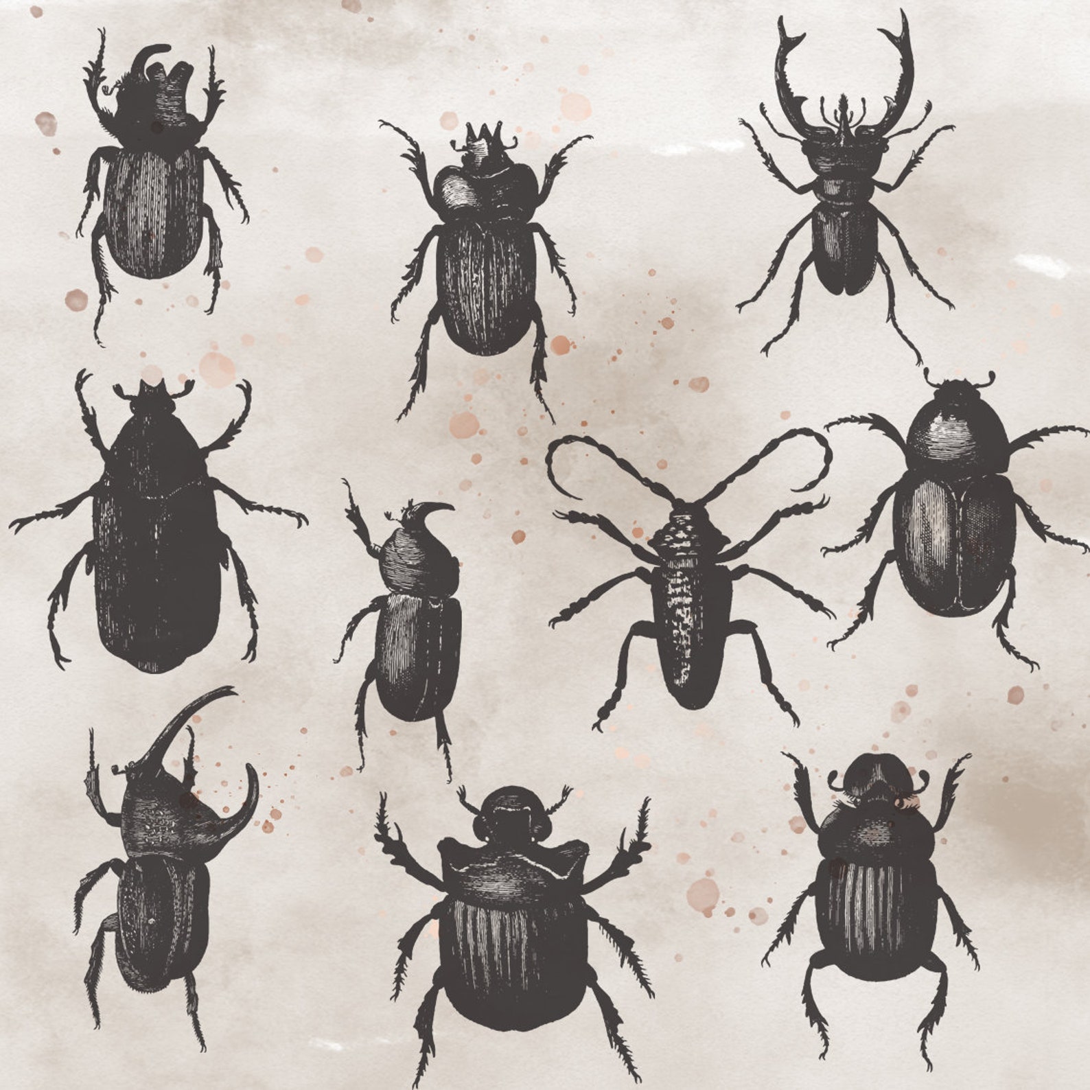 Beetles Clipart Halloween Clipart Bugs Print Illustration Digital Art ...