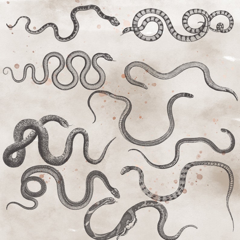 Snakes Clipart Halloween Clipart Serpents Print Illustration - Etsy Israel