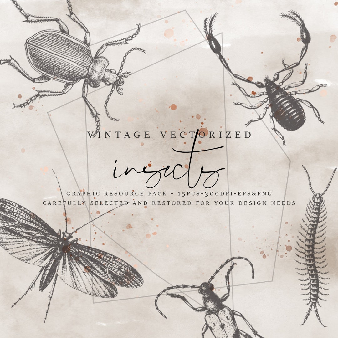 Insects Clipart Halloween Clipart Bugs Print Illustration Digital Art ...