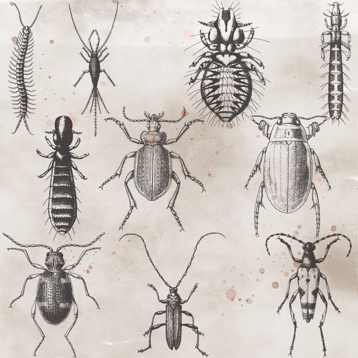 Insects Clipart Halloween Clipart Bugs Print Illustration Digital Art ...