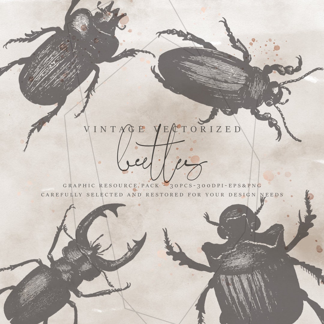 Beetles Clipart Halloween Clipart Bugs Print Illustration Digital Art ...