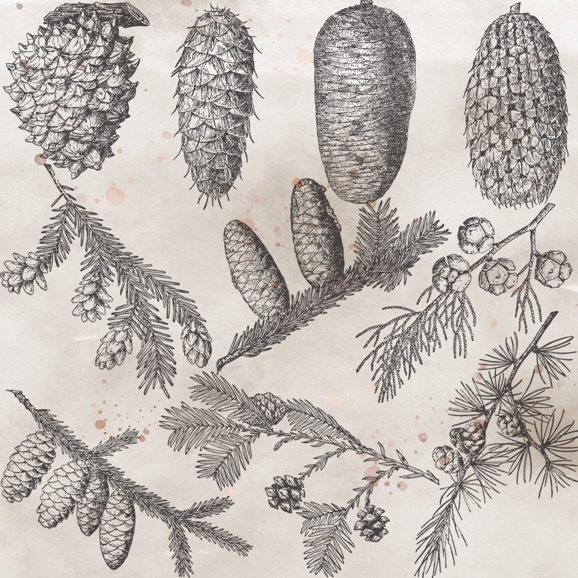 Pinecones Clipart Christmas Clipart Botanical Illustration Digital Art ...
