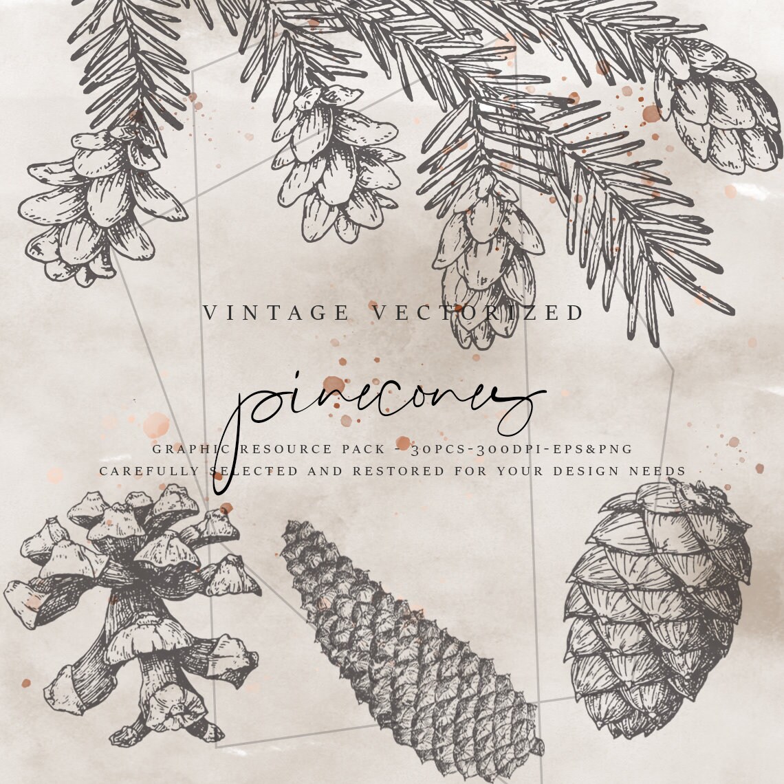 Pinecones Clipart Christmas Clipart Botanical Illustration Digital Art ...