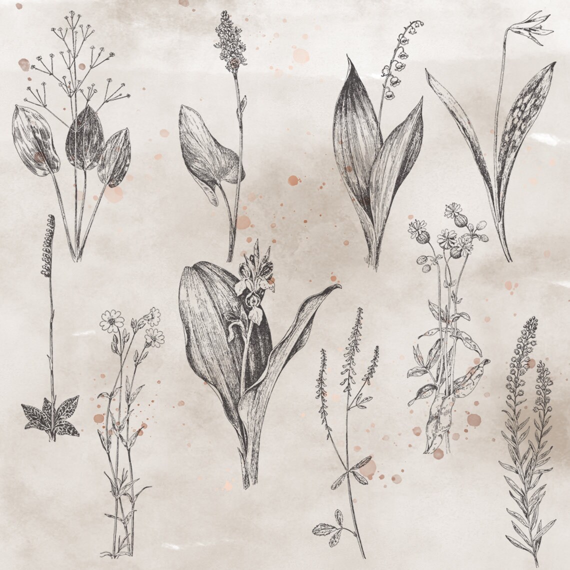 Wild Flowers Clipart Vol3 Botanical Illustration Digital Art Graphic ...