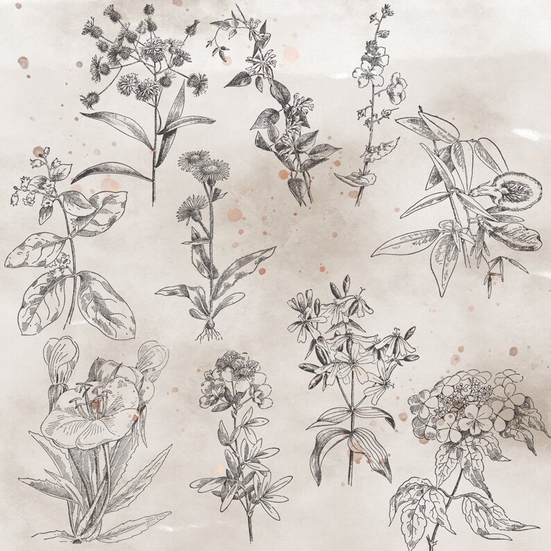 Vintage Wildflower Clipart Botanical Illustration Vector Bundle Vintage ...