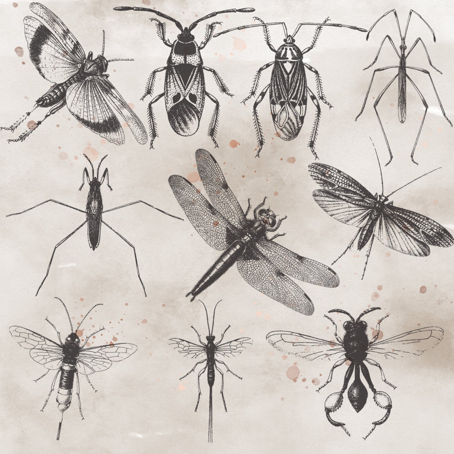 Insects Clipart Halloween Clipart Bugs Print Illustration Digital Art ...