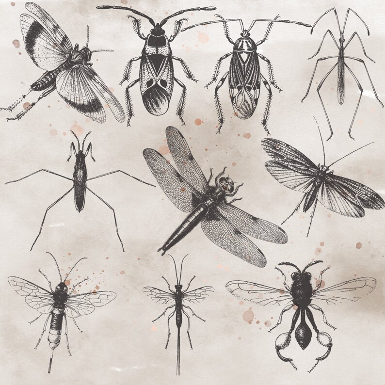 Insects Clipart Halloween Clipart Bugs Print Illustration Digital Art ...