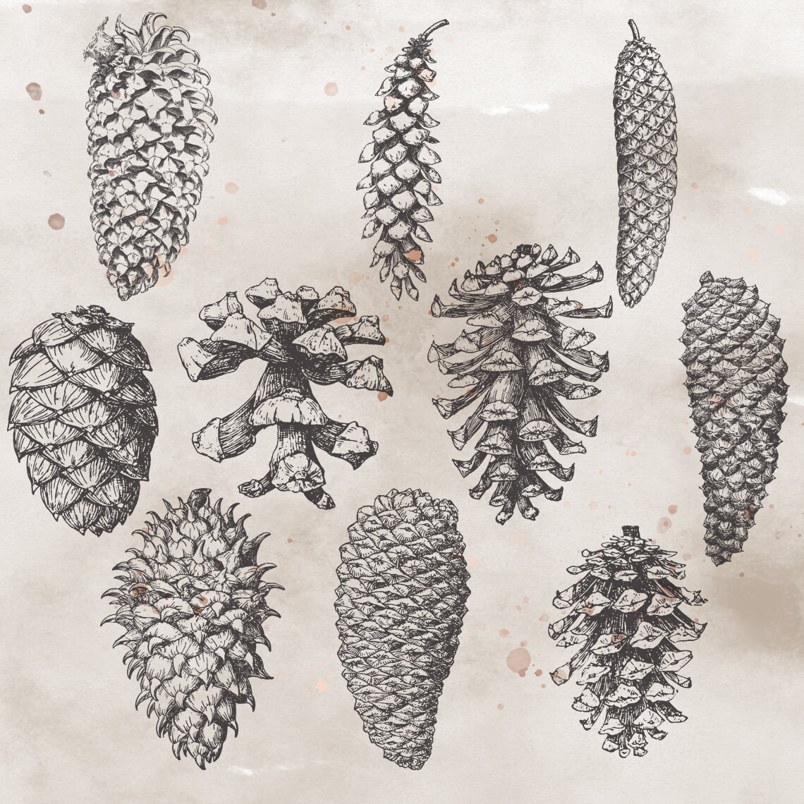 Pinecones Clipart Christmas Clipart Botanical Illustration Digital Art ...