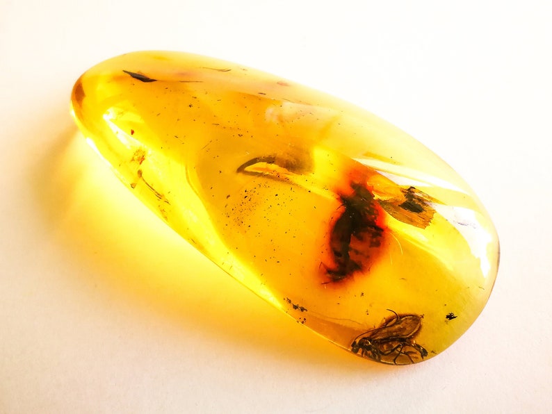 Clear & shiny golden amber stone insects decoration amber | Etsy
