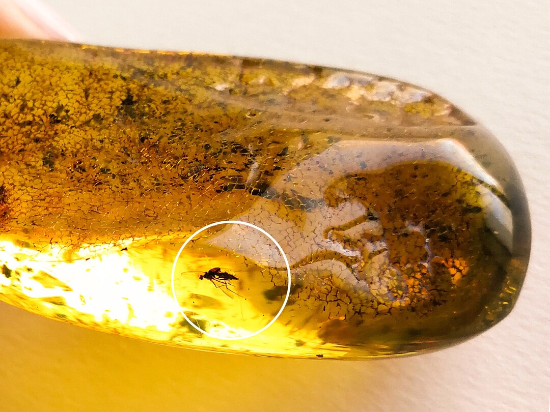 Amber Souvenir Stone With Insect, Green Transparent Gemstone Inclusions ...