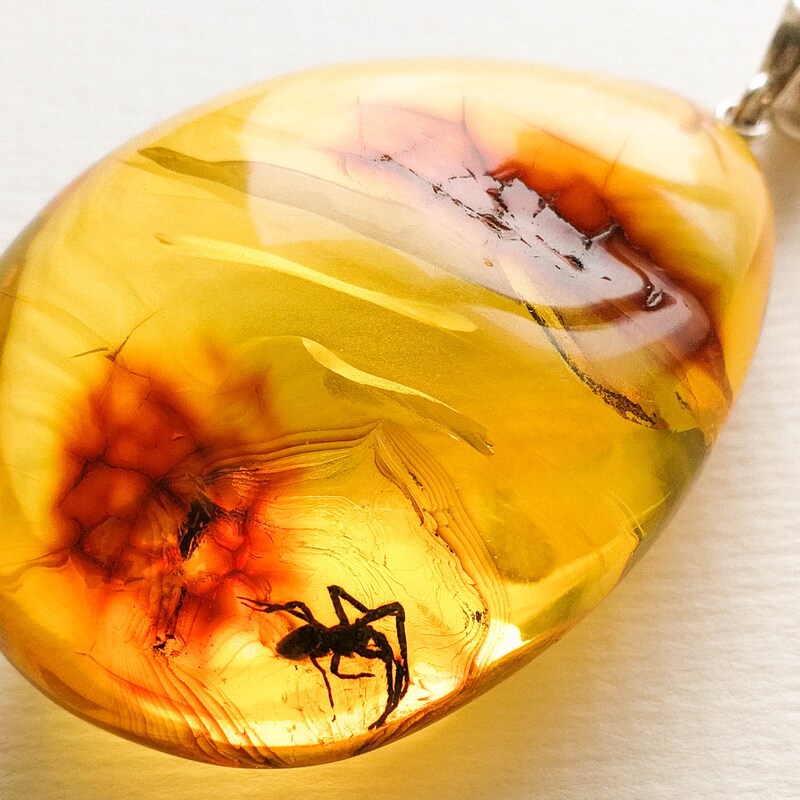 Amber With Insect - Etsy