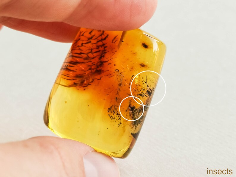 Genuine Baltic Amber Insects in Light Cognac Color Rectangle - Etsy