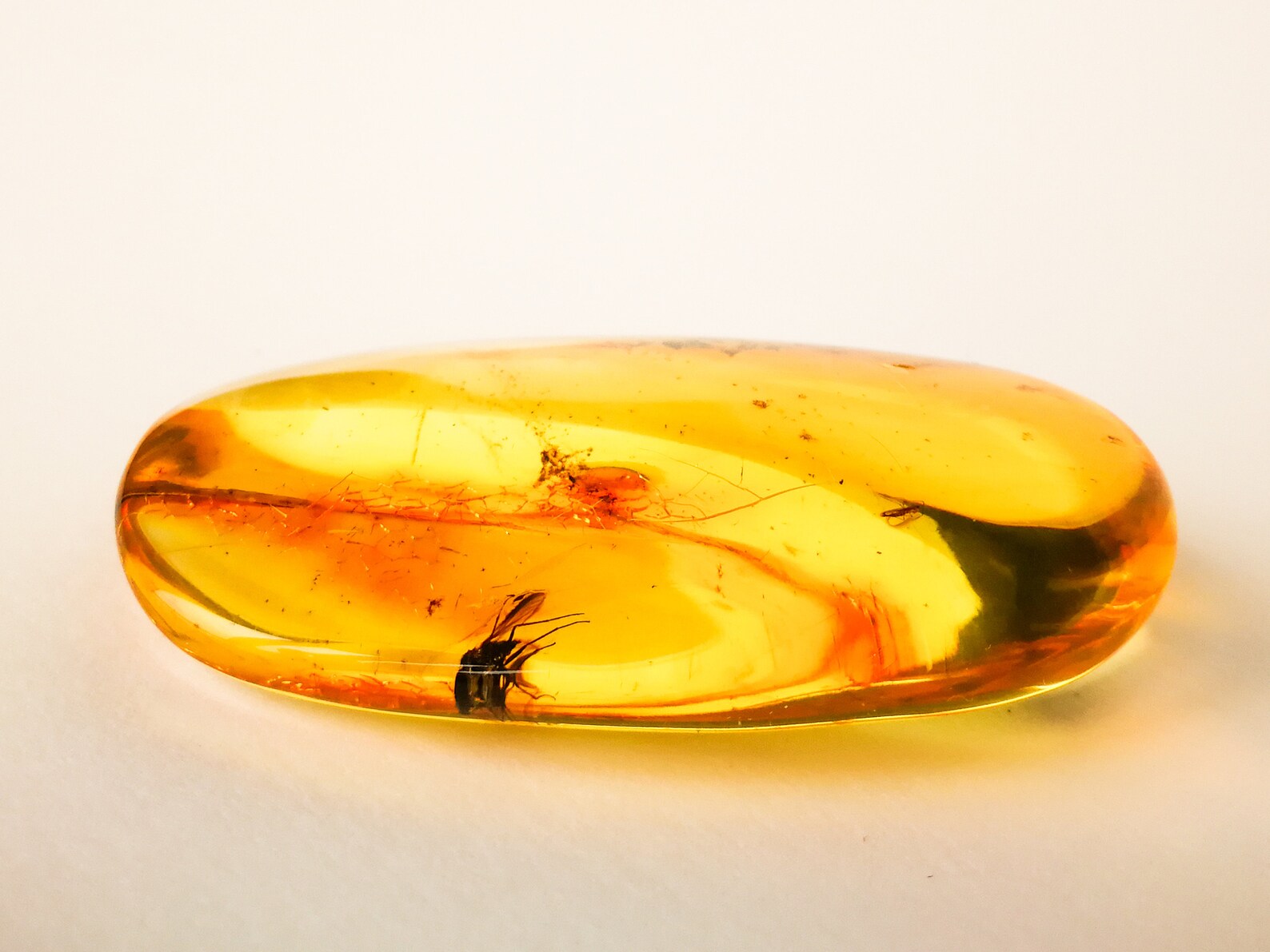 Amber with insects home decoration Large oval amber resin | Etsy