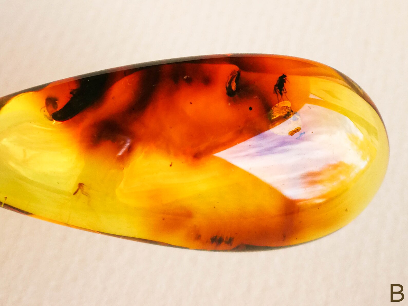 Natural Colombian Copal Insects in Light Green Color Drop - Etsy