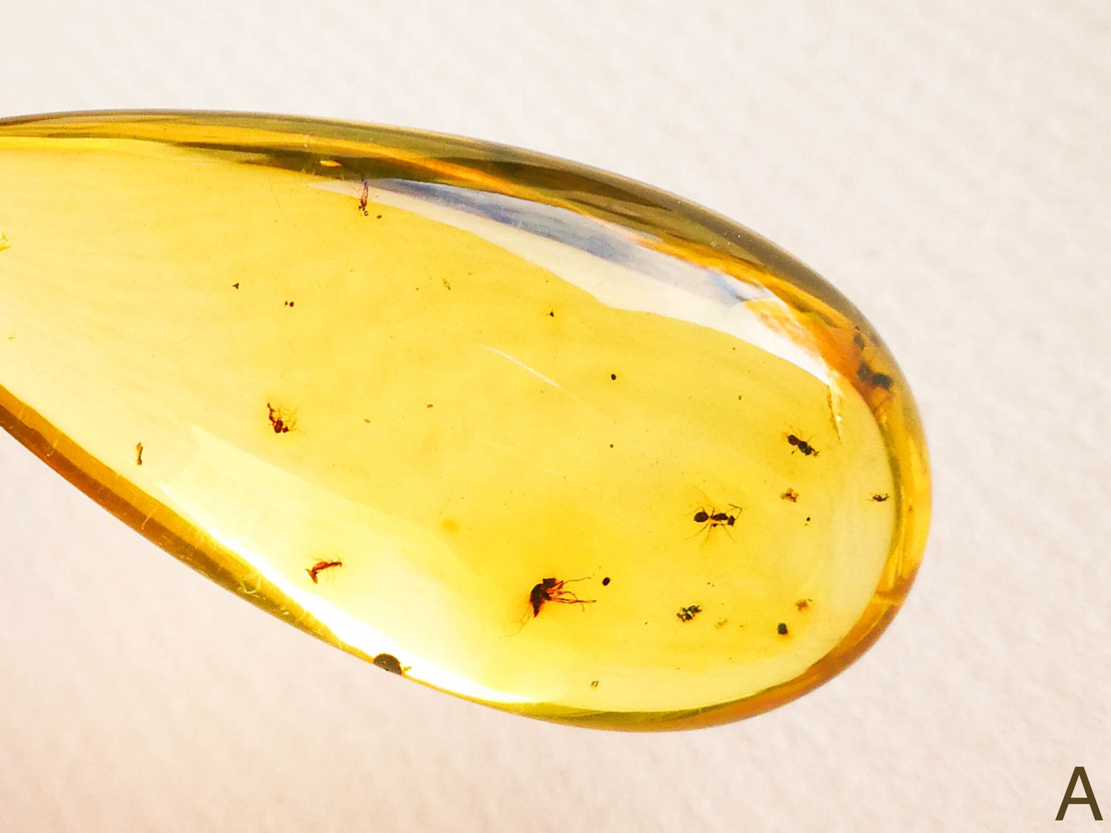 Natural Colombian Copal Insects in Light Green Color Drop - Etsy