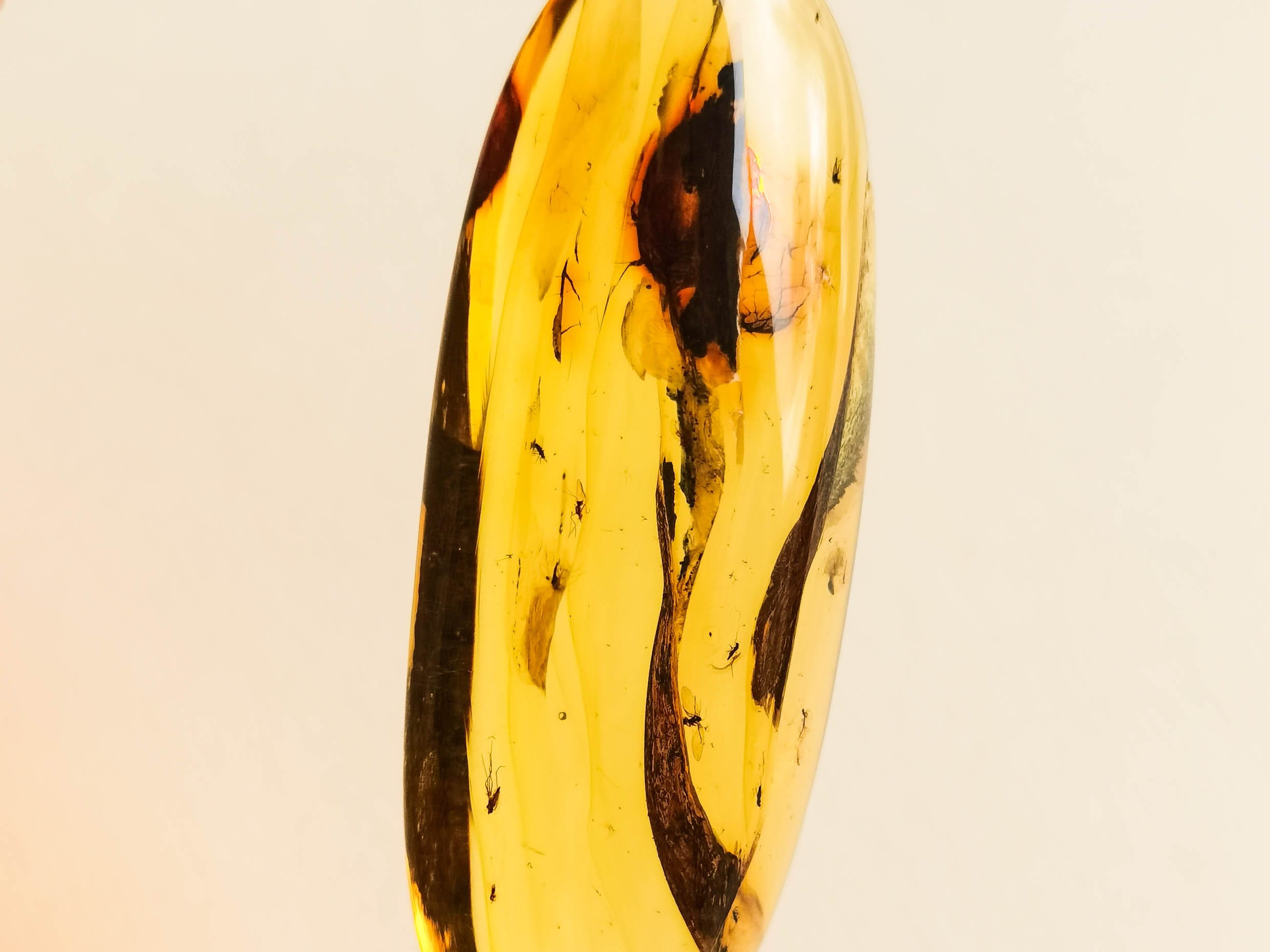 Amber With Insects Home Decoration Large Oval Amber Resin | Etsy