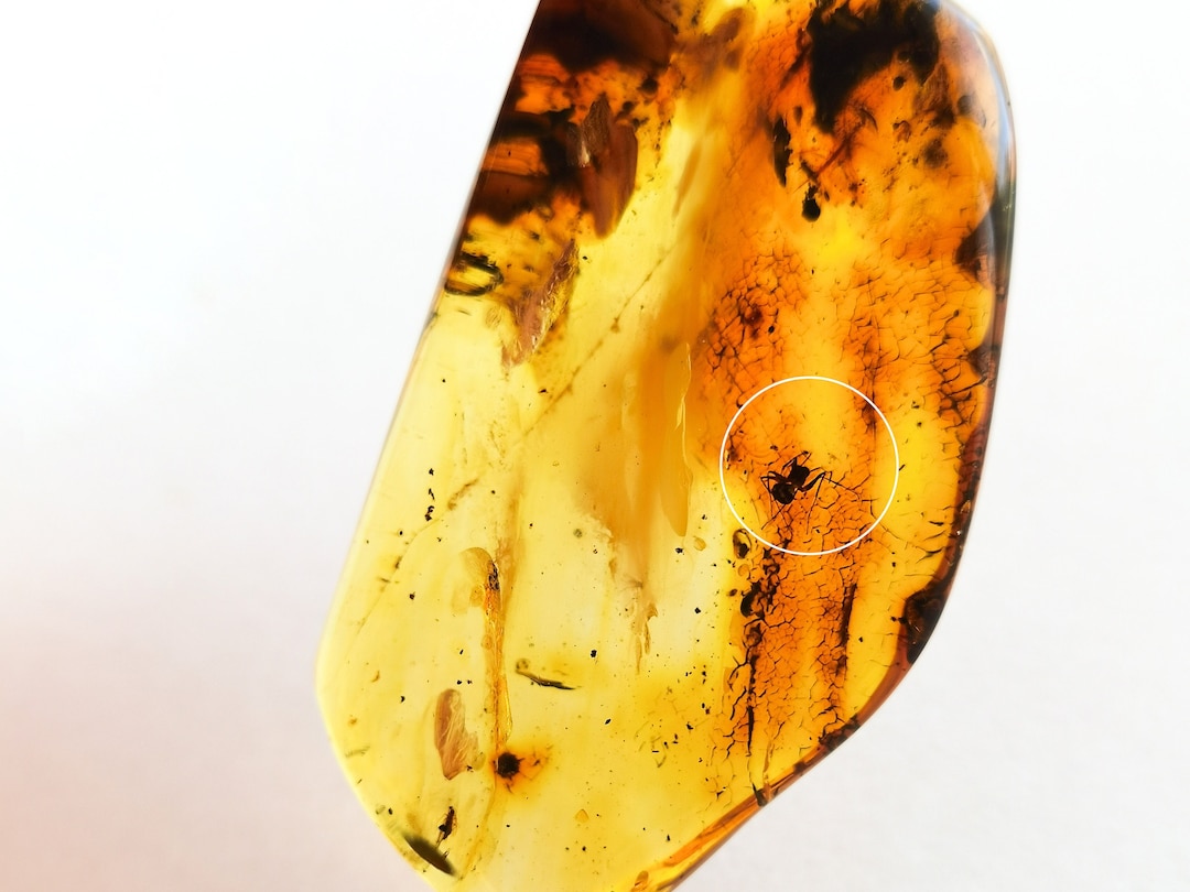 Amber With Insects Home Decoration, Large Oval Amber Resin Souvenir ...