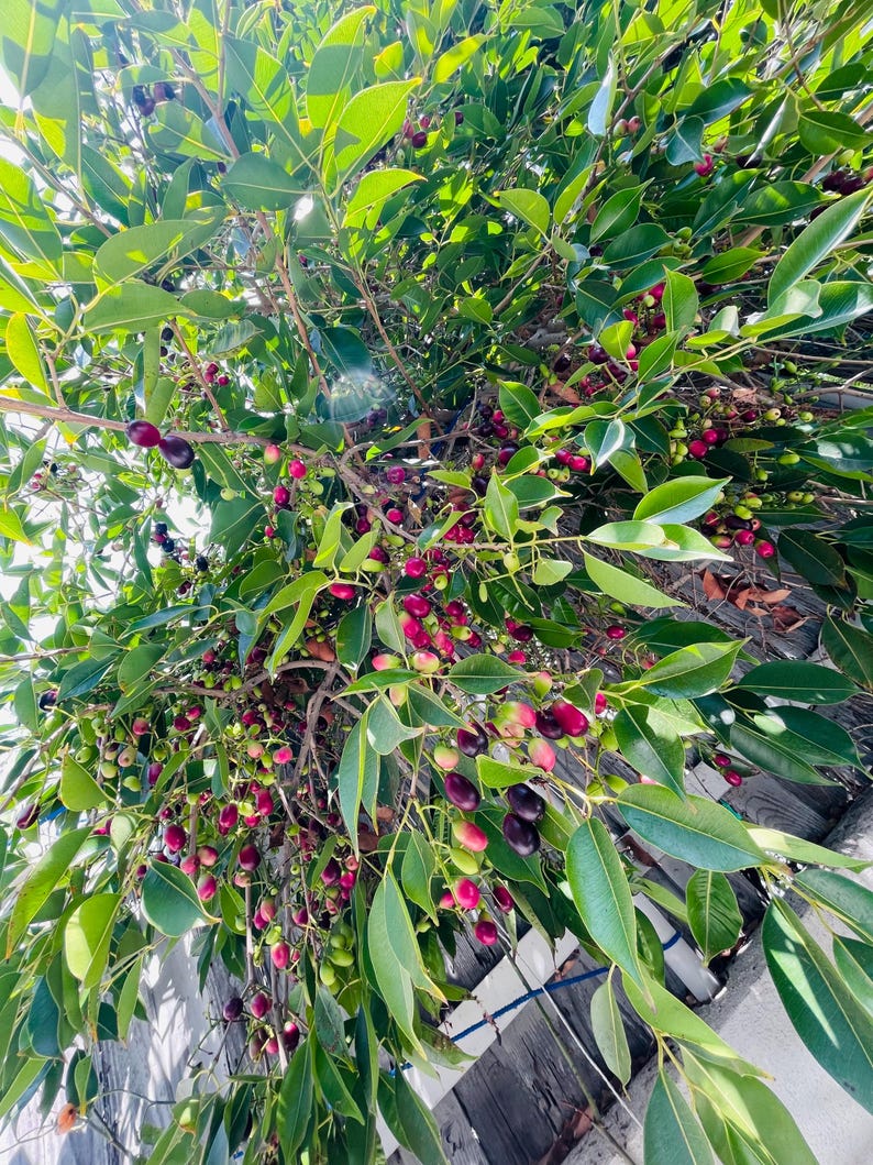 Jamun Tree 3 Cuttings Cuttings 6” Live Plant – Dwarf Variety - Etsy