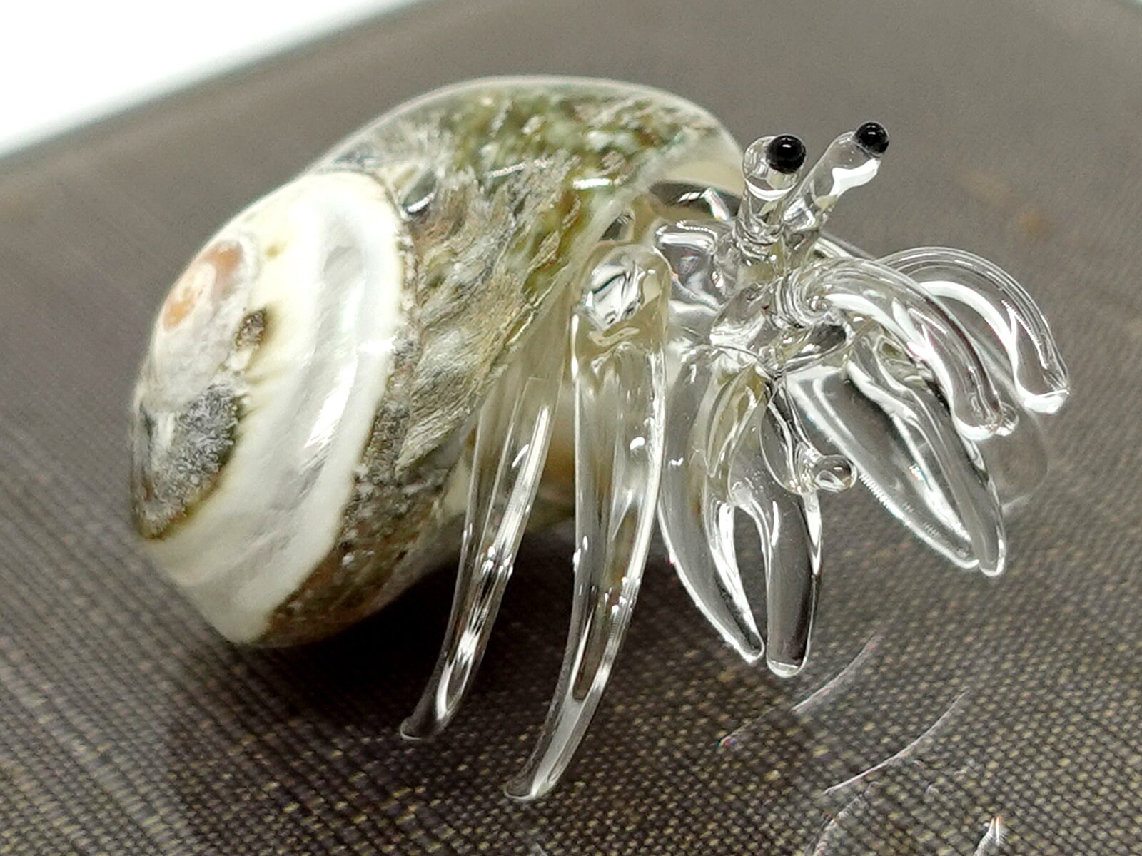 Hermit Crab Clear Shell