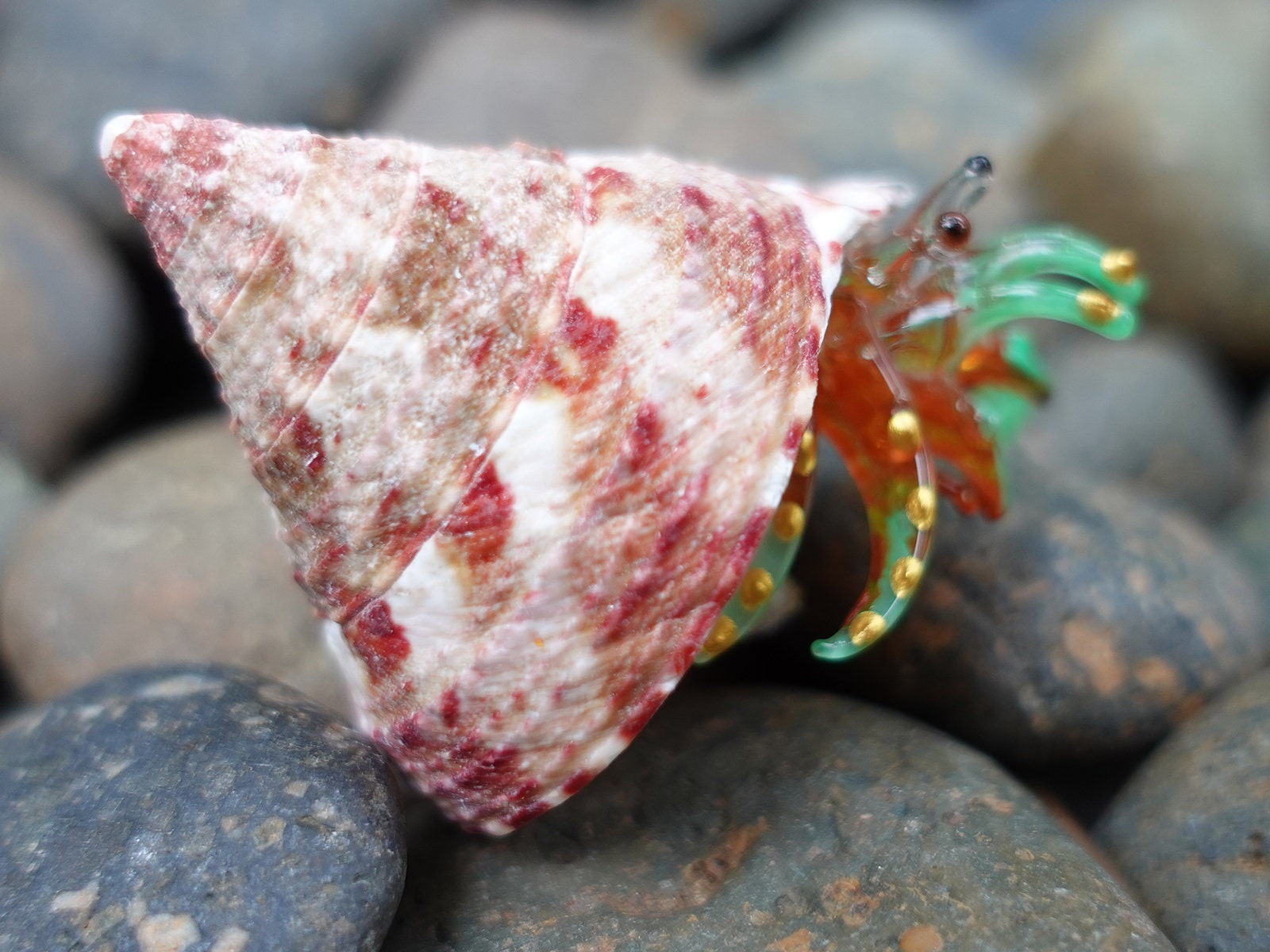 Hermit Crab Painted Shells