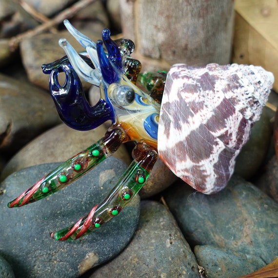 Hermit Crabs With Glass Shells