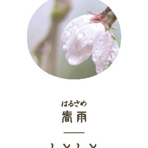 SAILOR, Spring Rain (春雨), Shikiori (四季織), the Sound of Rain (雨音 ...