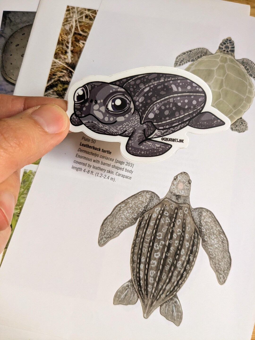 Leatherback Sea Turtle Sticker | Cute Waterproof Vinyl Decal for ...