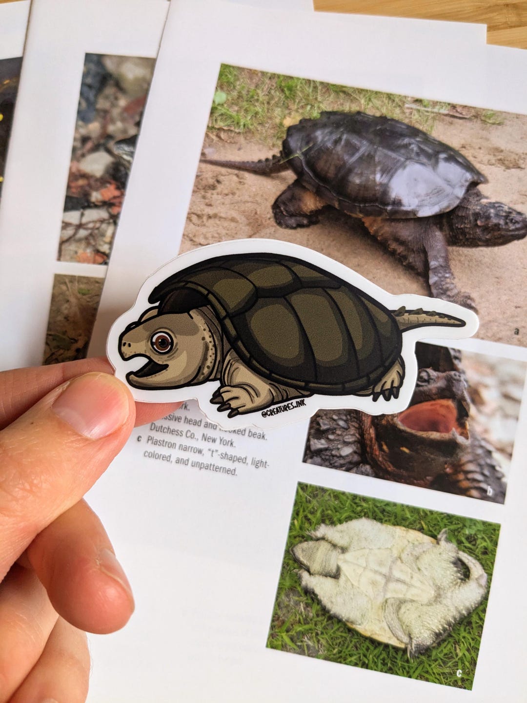 Common Snapping Turtle Sticker | Cute Waterproof Vinyl Decal for ...