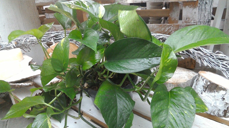 Plant Hanging of Potus Variegata - Etsy