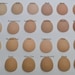 Skin Color Sample - Etsy