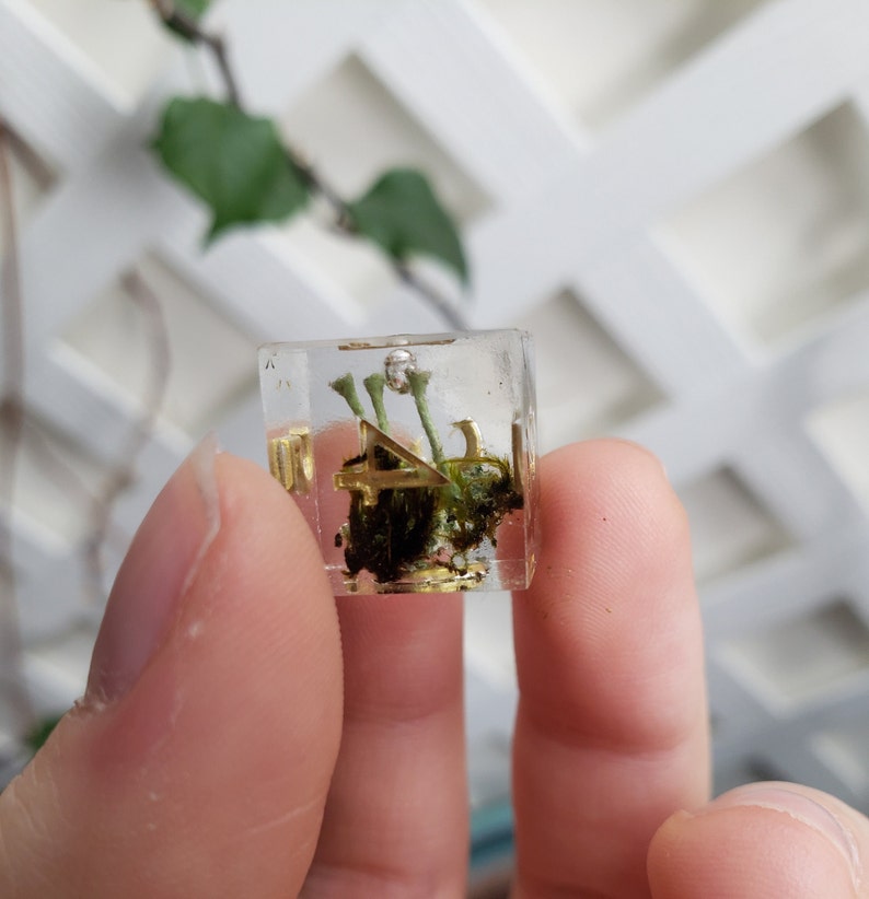 Forest Floor REAL PLANTS Dice Set for Dungeons and Dragons - Etsy