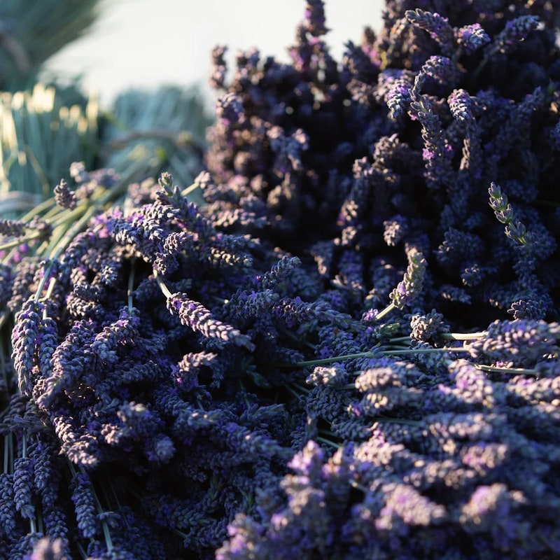 Lavender Bunch - Etsy