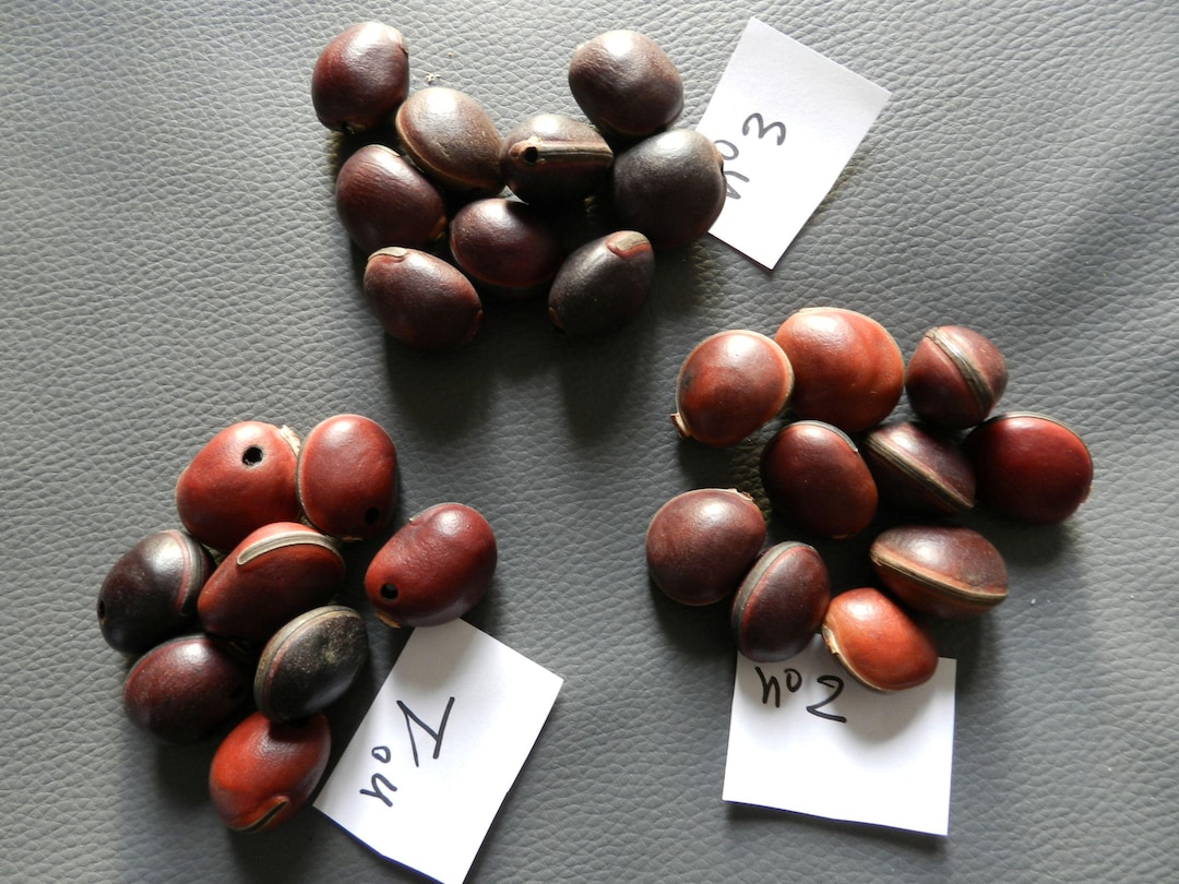 6 Sacred Yoruba Ox Eye Seeds From Benin Agbarin - Etsy