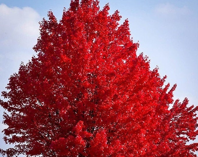 2 American Red Maple Trees (18-24”tall) Great Fall Color! - Etsy