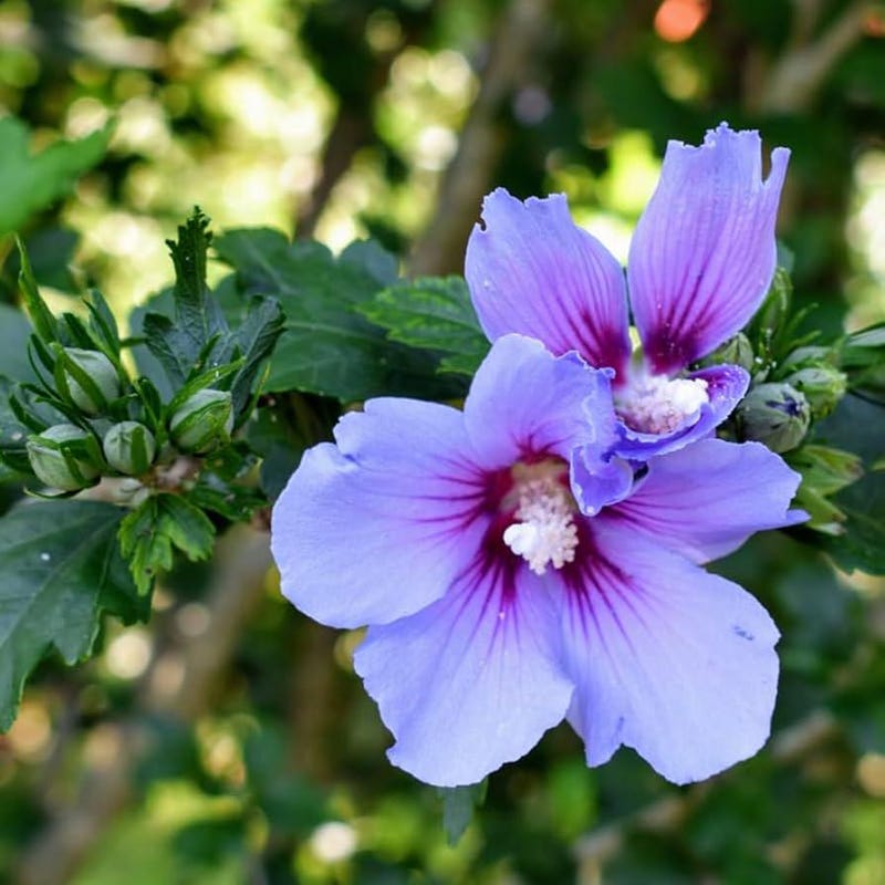 Rose of Sharon Plants - Etsy