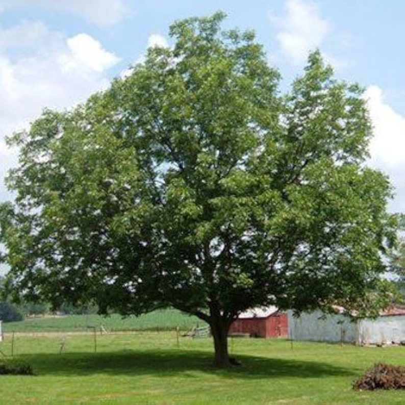 2 Hardy Pecan Seedlings (24-36 Inches Tall): Chemical-free Live Trees ...
