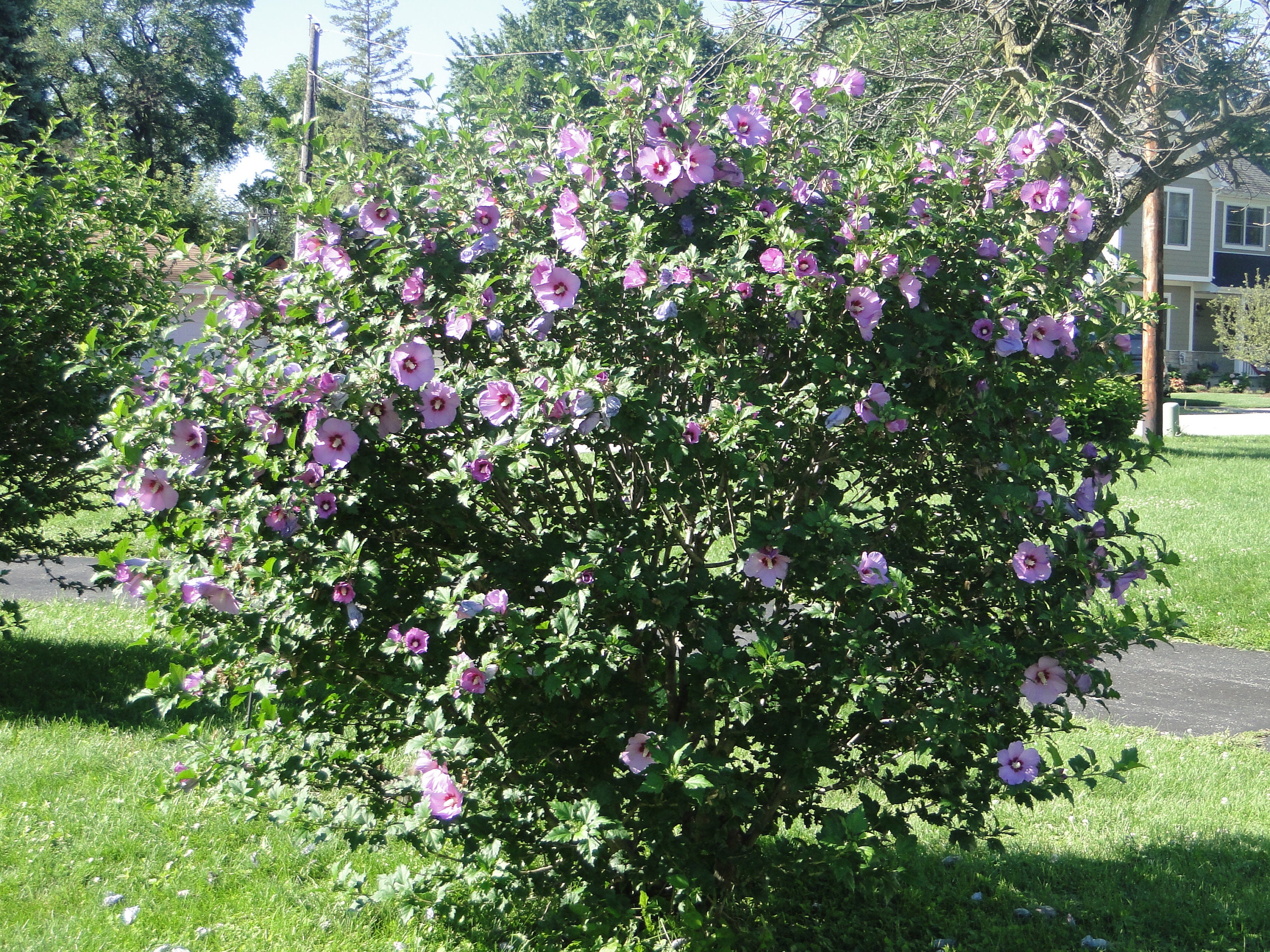 1 PURPLE ALTHEA Plant (12-18 Inches Tall)rose of Sharon, Hibiscus - Etsy
