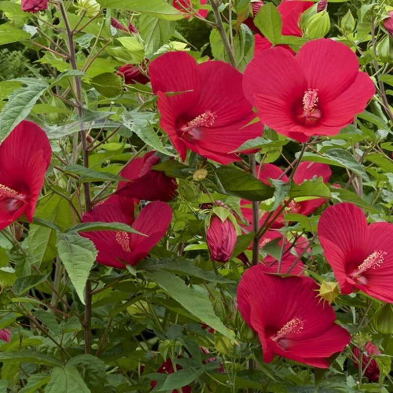 Rose of Sharon Plants - Etsy