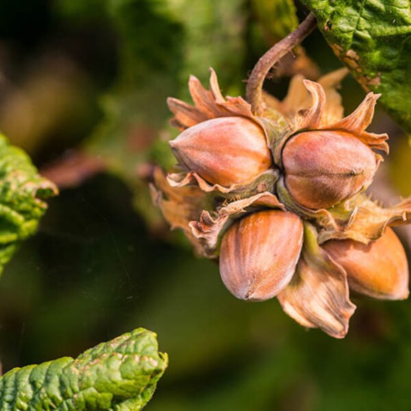 Hazelnut Tree - Etsy