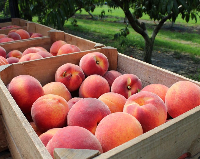 2 RED HAVEN Peach Tree Seedlings!(12-18" Tall) Freestone, Organic! - Etsy