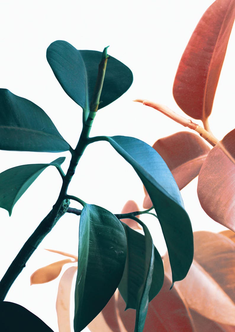 Plant Prints Printable Wall Art Botanical Art Tropical | Etsy