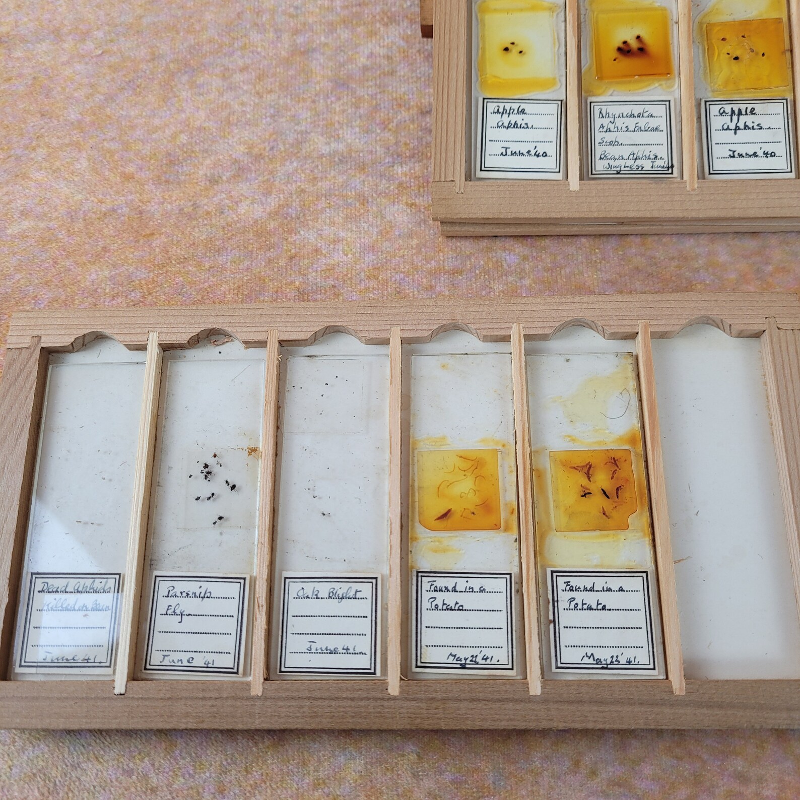 Antique Microscope Slides, Botanical Flora and Fauna Circa 1940 - Etsy