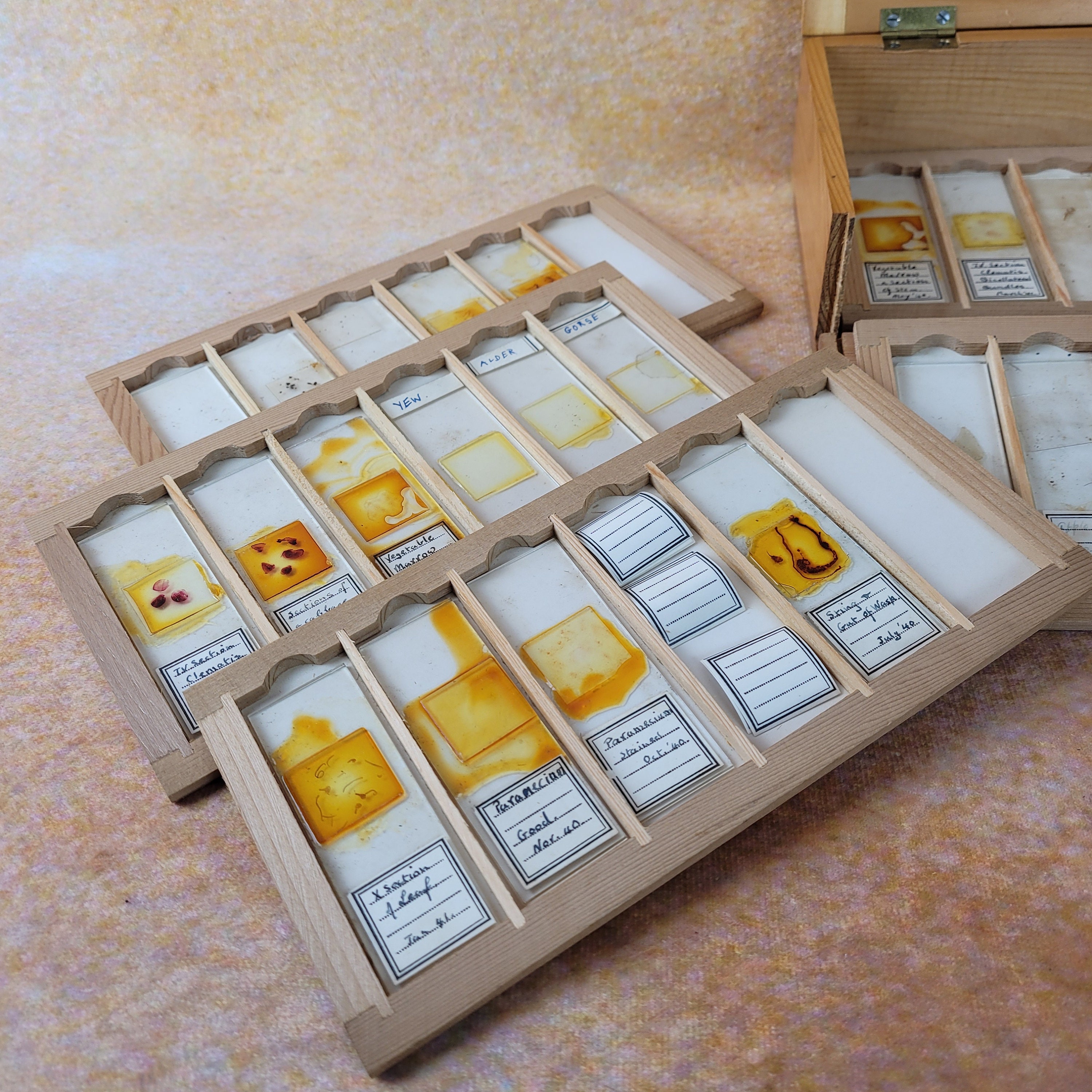 Antique Microscope Slides, Botanical Flora and Fauna Circa 1940 - Etsy