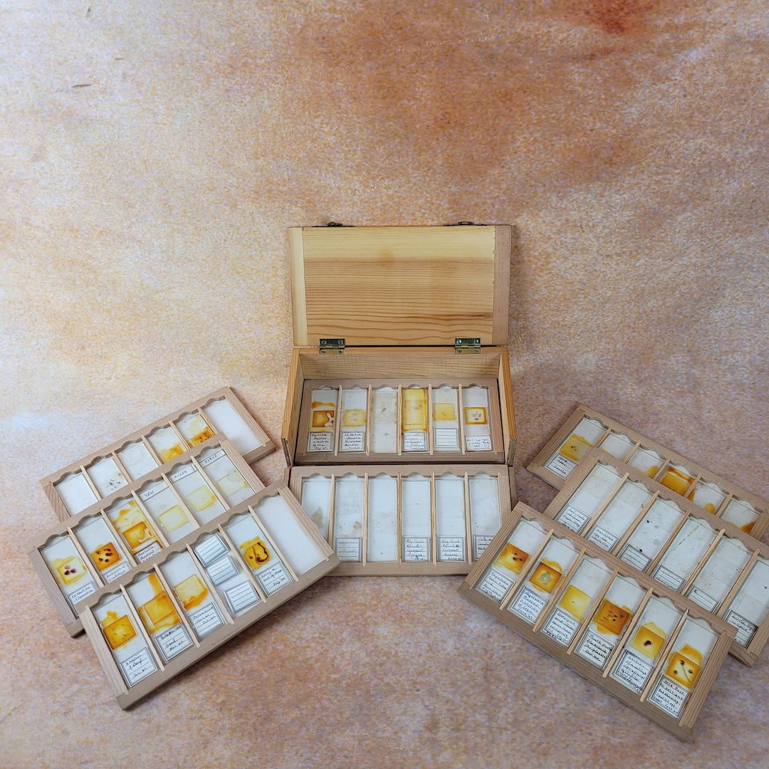 Antique Microscope Slides, Botanical Flora and Fauna Circa 1940 - Etsy