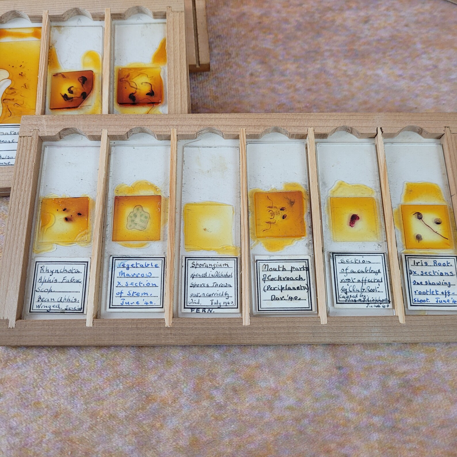 Antique Microscope Slides, Botanical Flora and Fauna Circa 1940 - Etsy